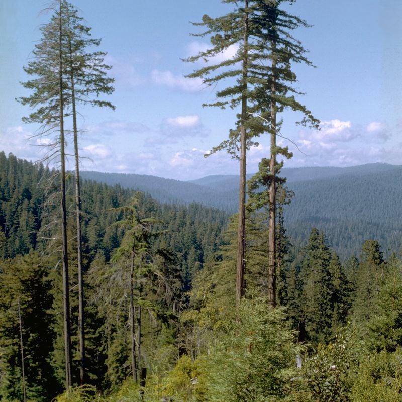 Hyperion - Tallest tree in Redwood National and State Parks, US.