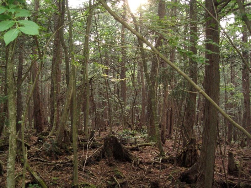 Aokigahara - Forêt près du Mont Fuji, Japon