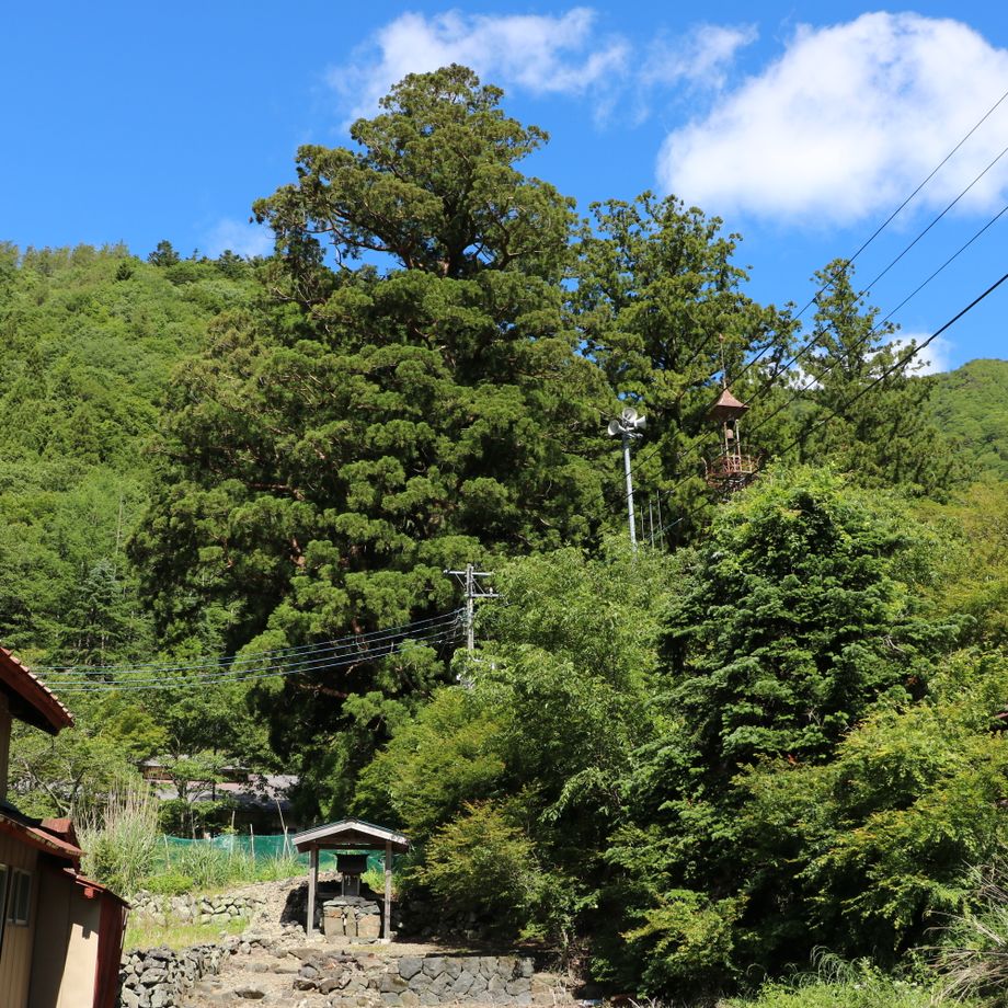 Aokigahara - Forêt près du Mont Fuji, Japon